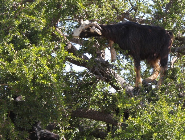 Cabras escaladoras de árvores. WHAT??? :: Fisiologia Animal